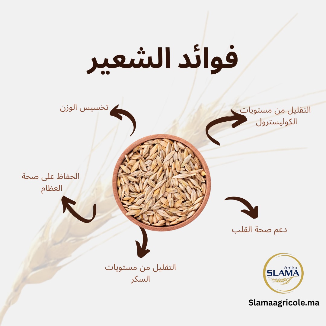 Les grains d'orge - Slama Agricole